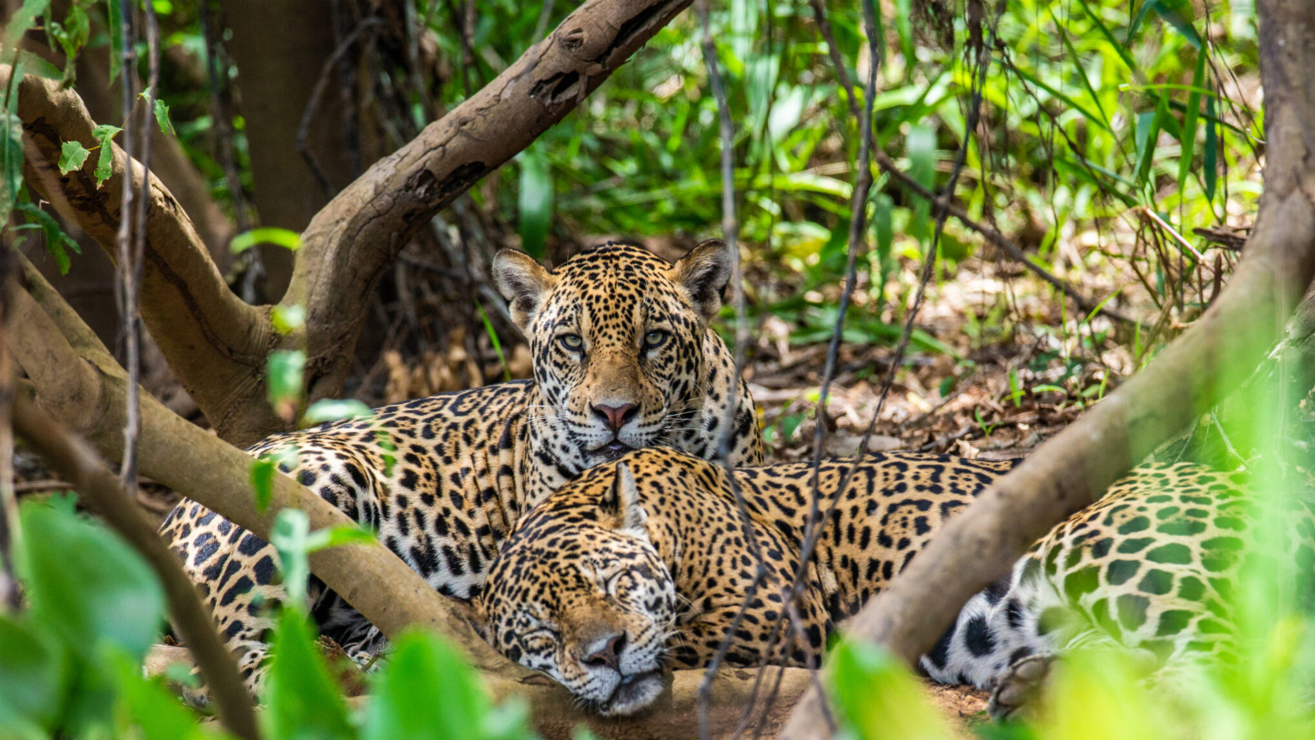 Zenic Eco Trails - Journey Through Sri Lanka Naturally